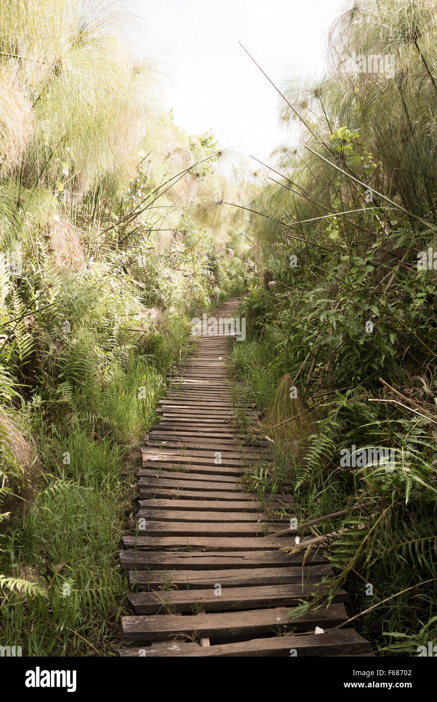 Un sentier mène le long d'un marais dans la jungle africaine Photo ...