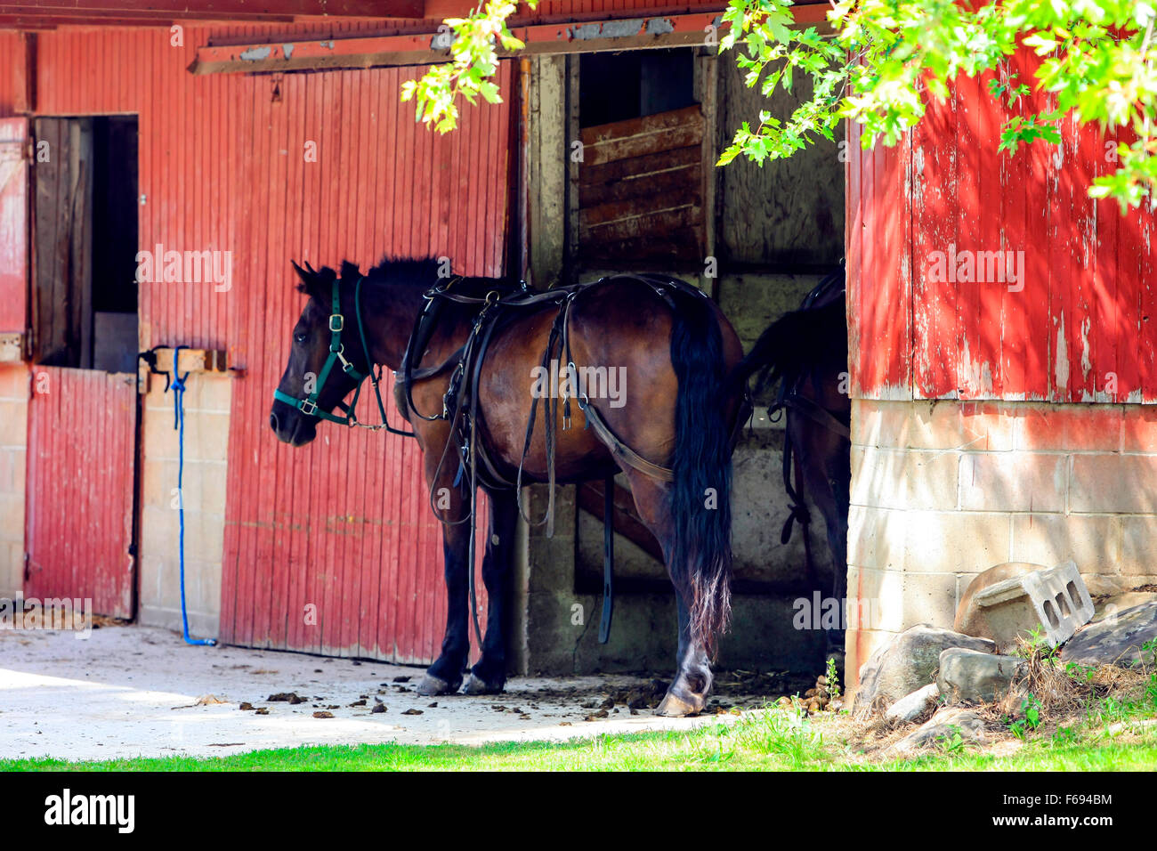 Machine agricole amish - le cheval. Vu sur une exploitation agricole en ...