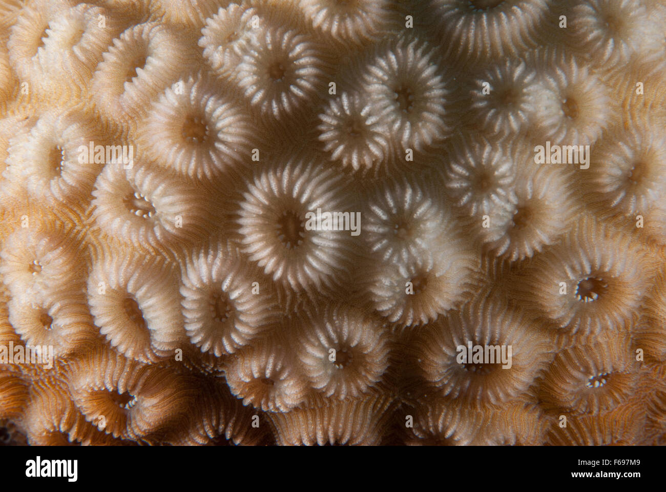 Favia coral Banque de photographies et d’images à haute résolution - Alamy