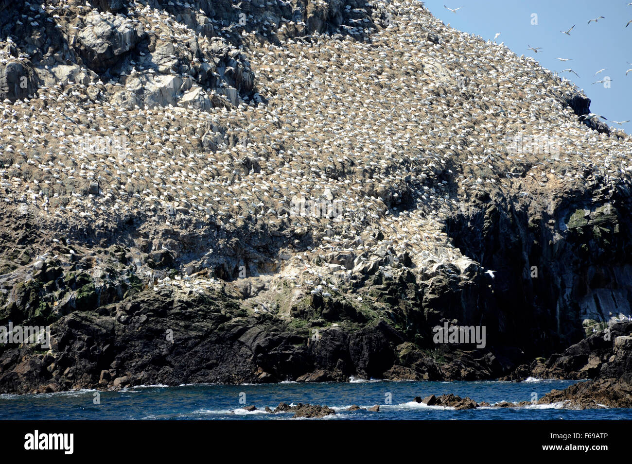 Ile Rouzic,fou,la nidification de l'archipel de Sept-Îles, Perros ...
