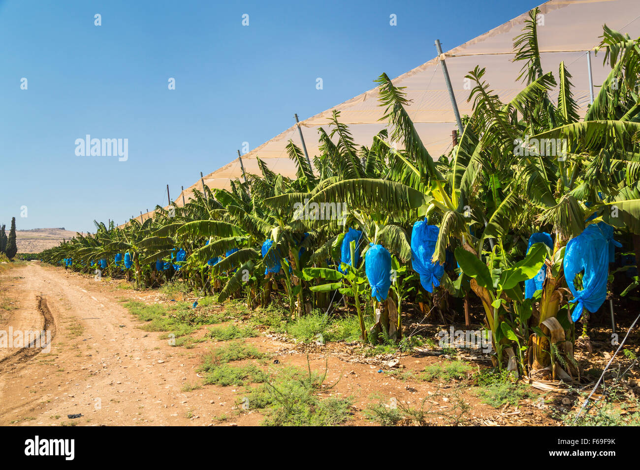 Plantation de banane sur la mer de Galilée, dans le Golan d'Israël, au ...