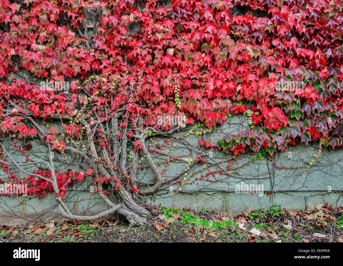 Plante grimpante de lierre rouge Banque de photographies et d’images à ...
