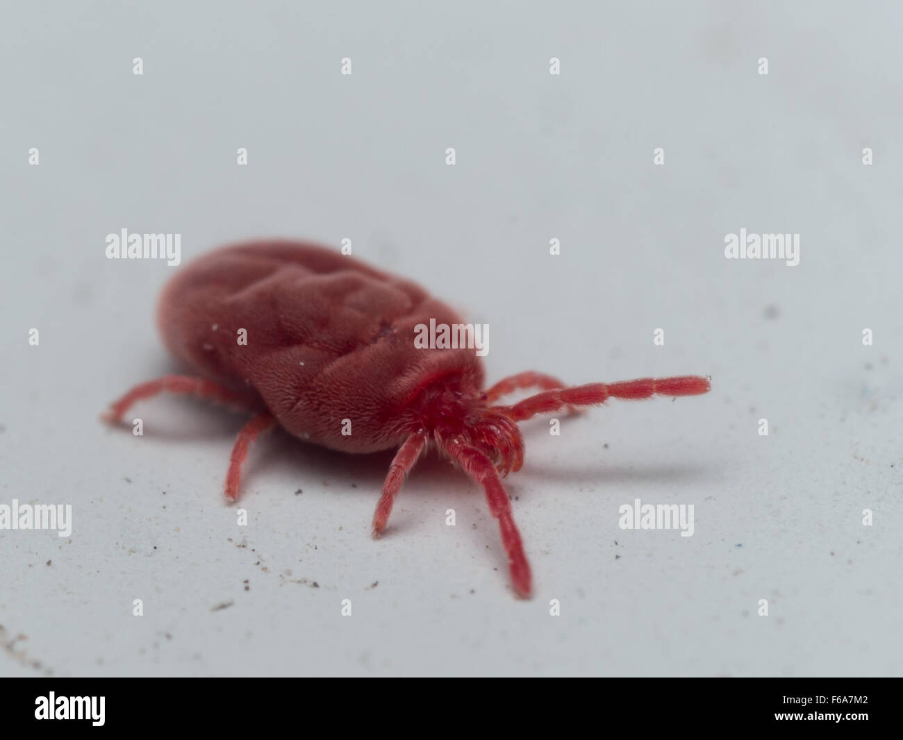 De minuscules acariens en velours rouge est rouge vif, et ressemble à ...