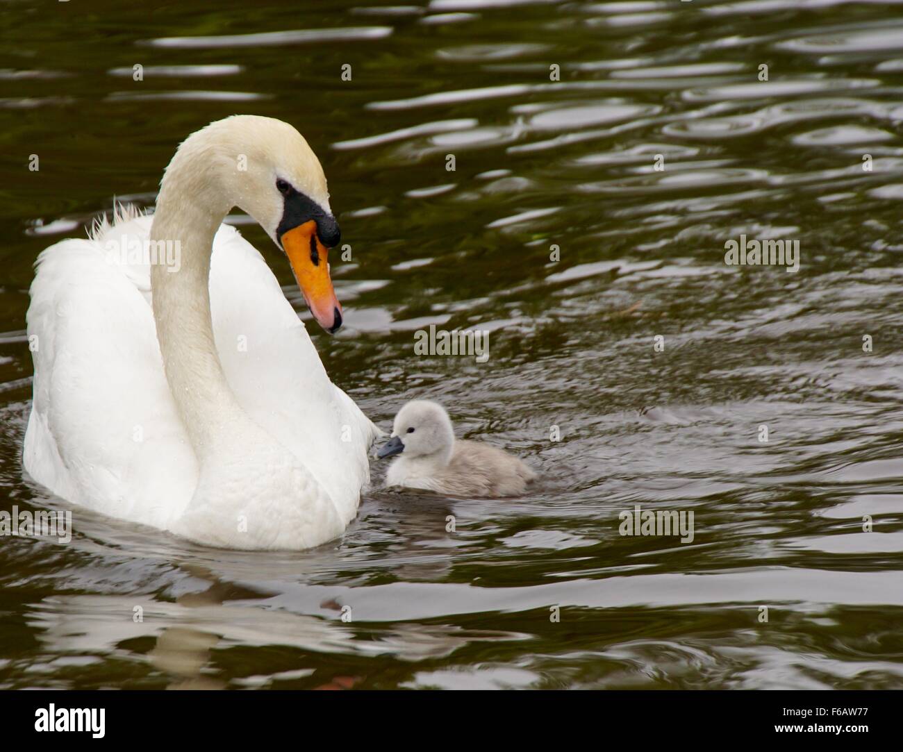 Sceau de cygne Banque de photographies et d’images à haute résolution - Alamy