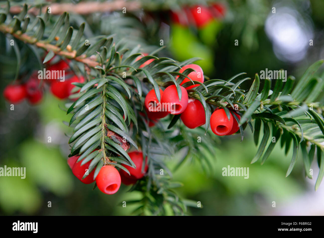 Taxus baccata Banque de photographies et d’images à haute résolution ...