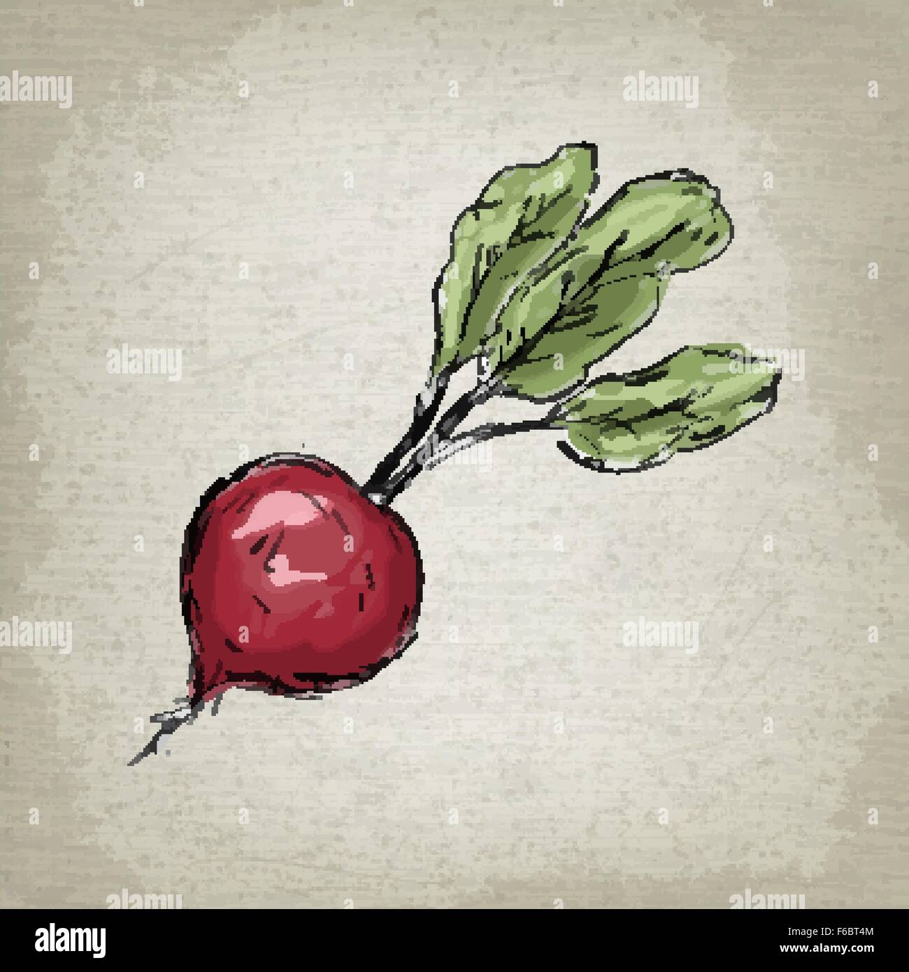 Betterave sucriere dessin Banque d'images vectorielles - Alamy