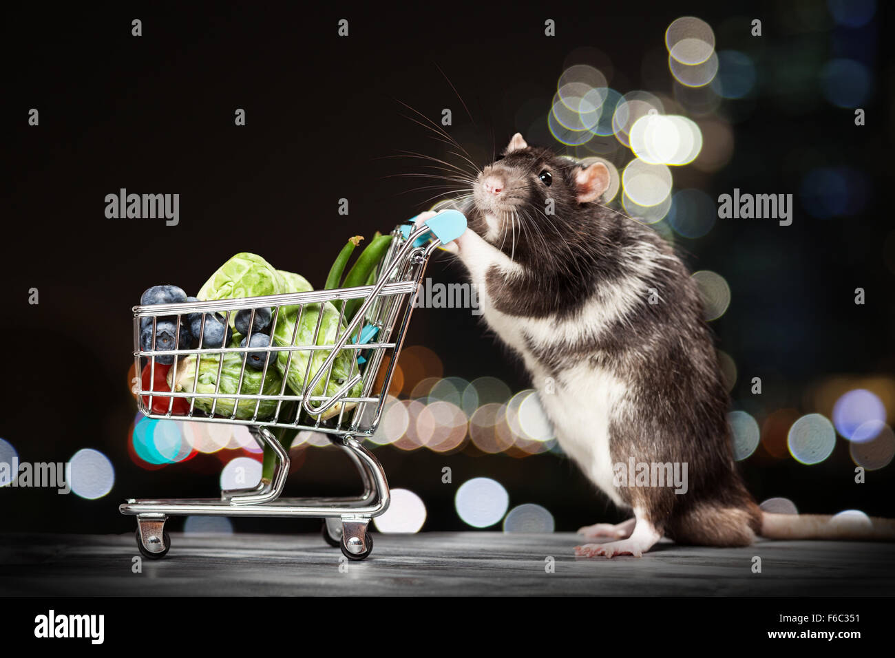 Rats mignons Banque de photographies et d’images à haute résolution - Alamy