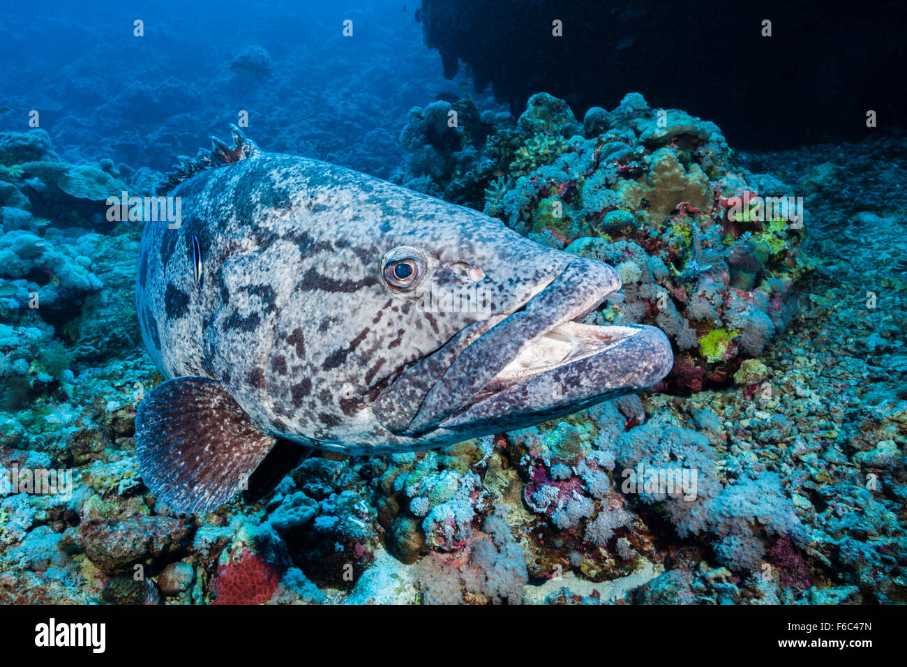 Mérou basse Banque de photographies et d’images à haute résolution - Alamy