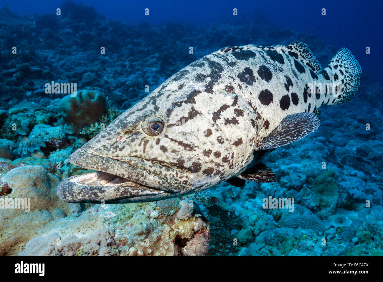 Mérou basse Banque de photographies et d’images à haute résolution - Alamy