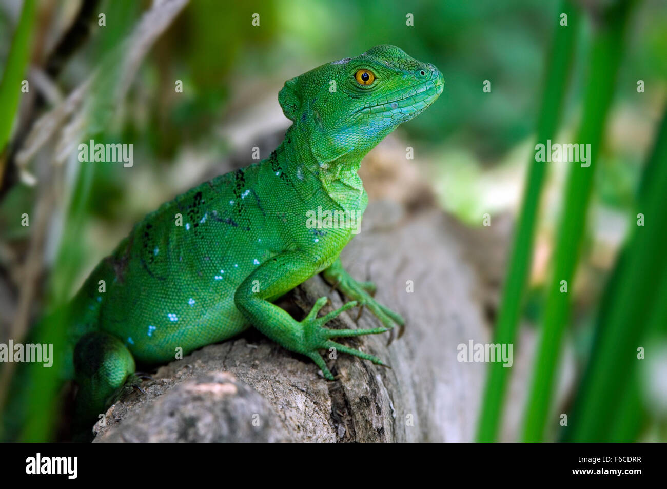 Plumed basilisk basilisk Emeraude / / vert / basilic basilic à crête ...