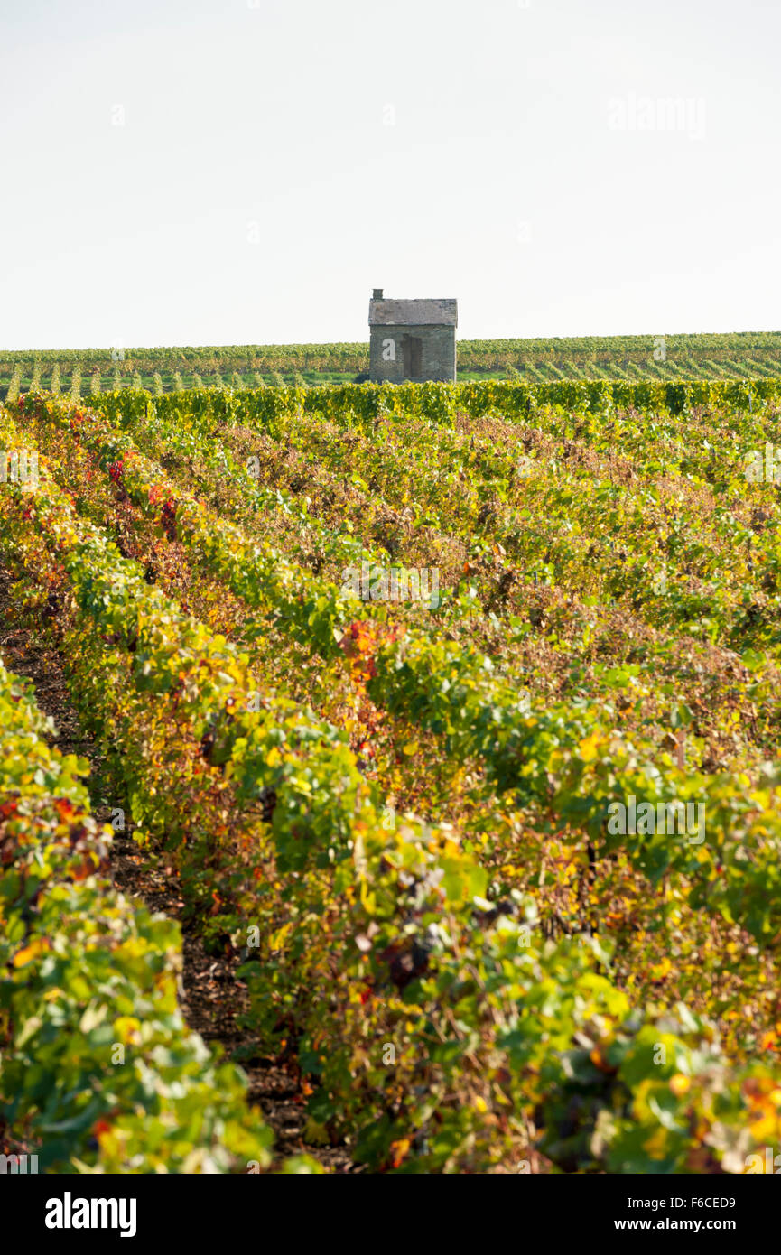 Paysage de vignoble de champagne Banque de photographies et d’images à ...
