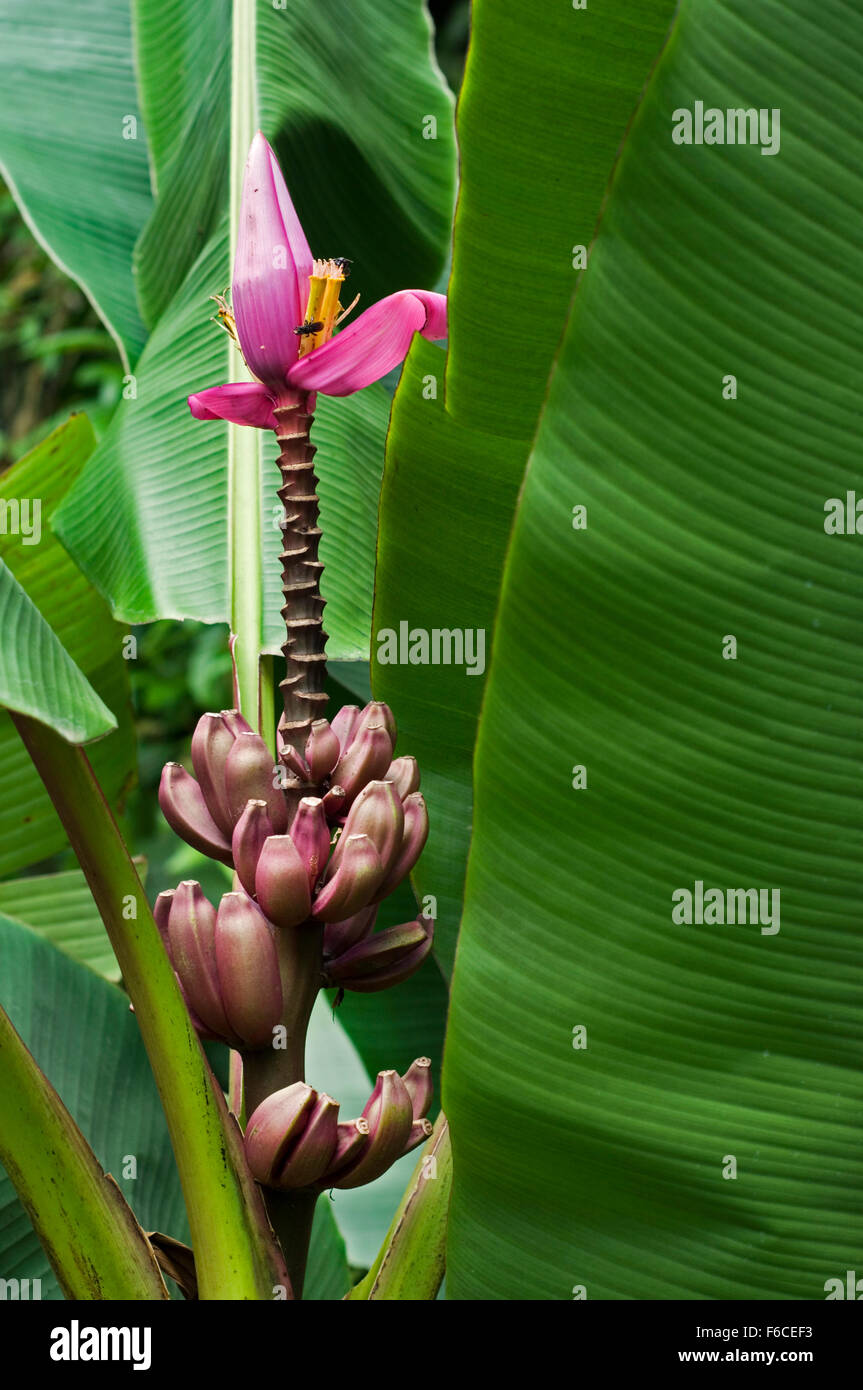 Banane poilue Banque de photographies et d’images à haute résolution ...