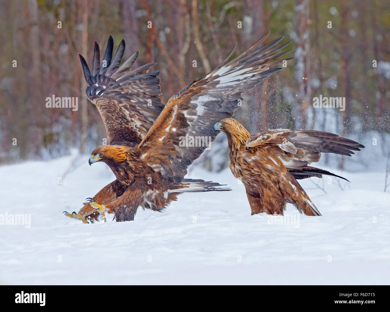 Aigle royal en vol Banque de photographies et d’images à haute ...