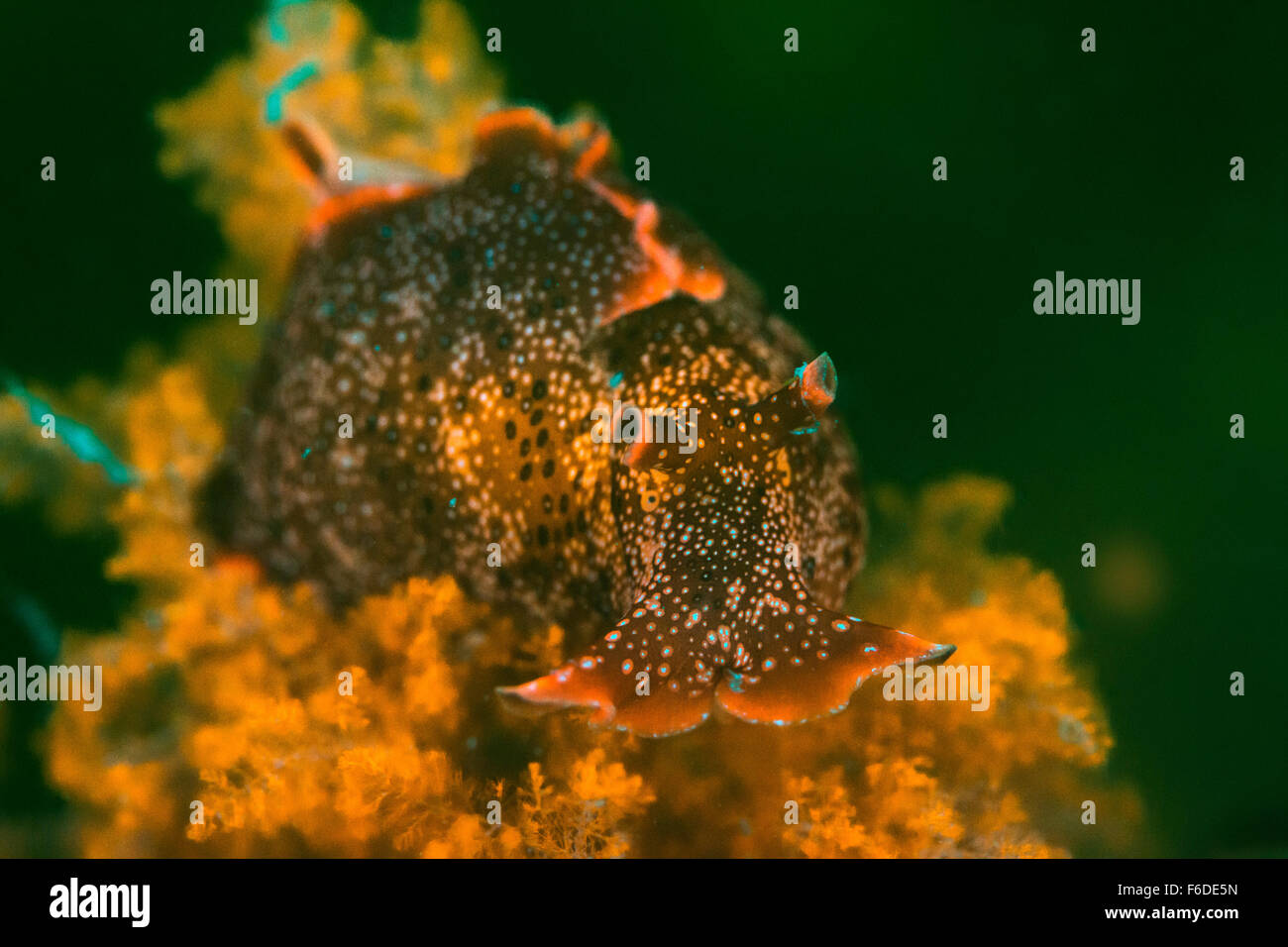 Aplysia punctata Banque de photographies et d’images à haute résolution ...