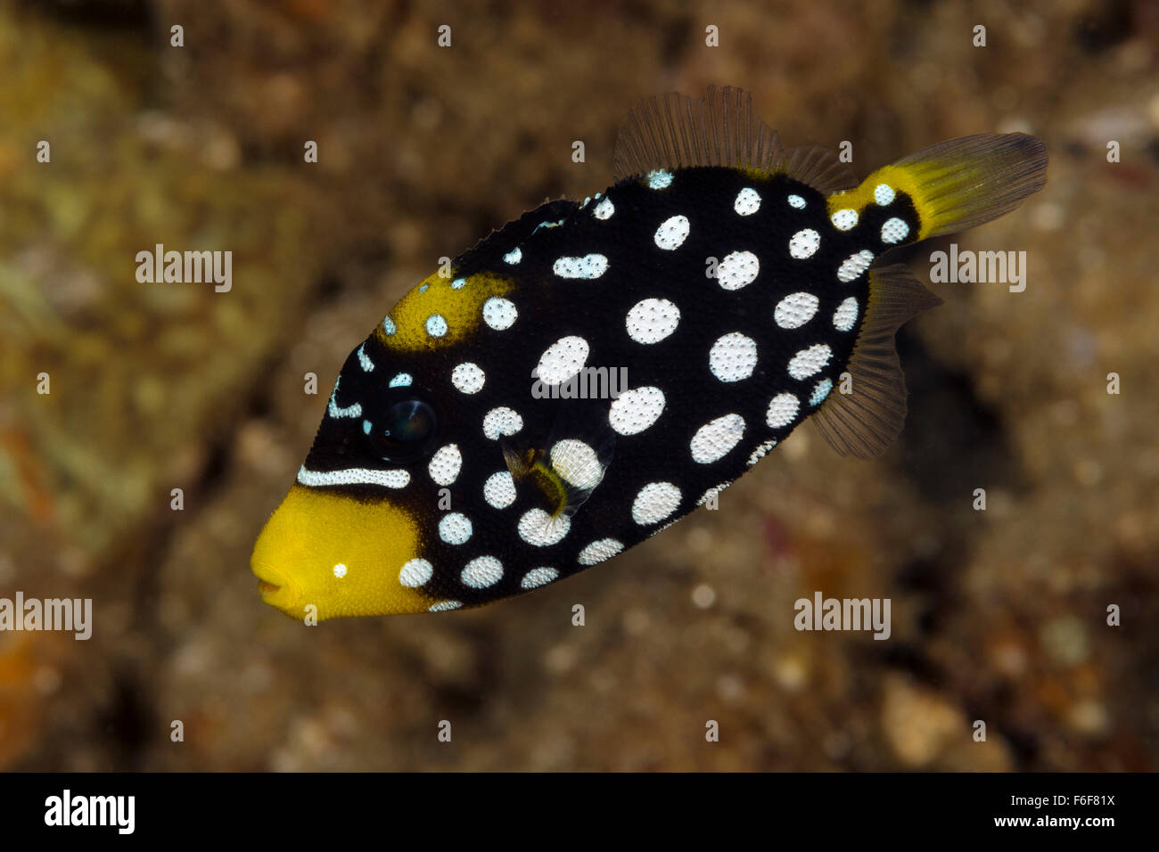 Baliste clown Banque de photographies et d’images à haute résolution ...