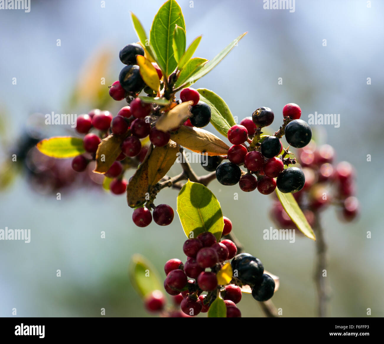Arbres fruitiers Banque de photographies et d’images à haute résolution ...