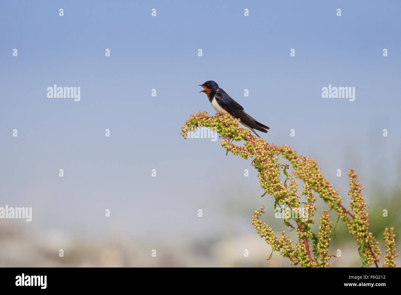 Hirundo rustica Banque de photographies et d’images à haute résolution ...