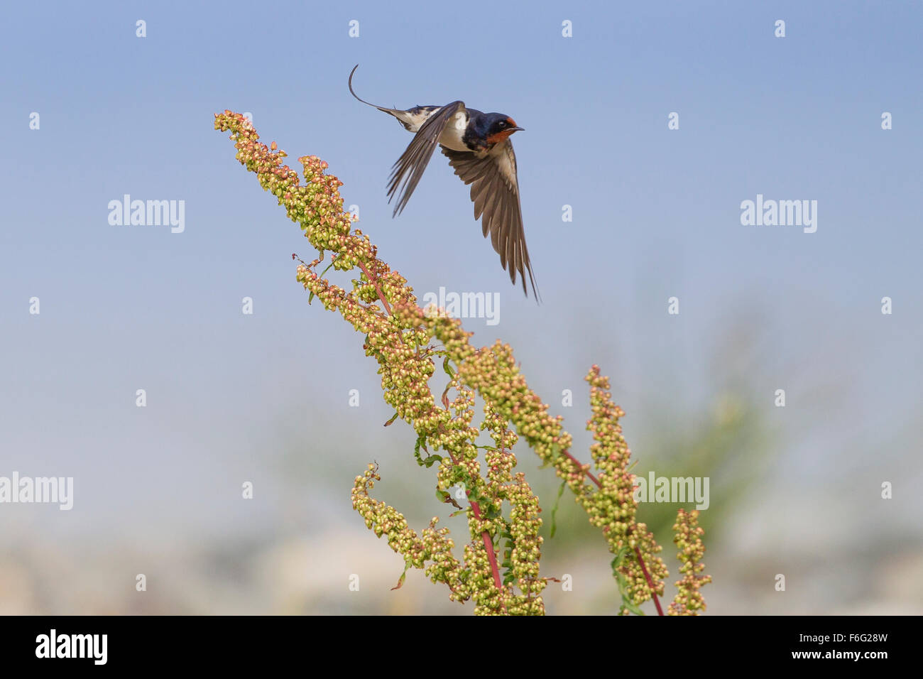 Hirundo rustica Banque de photographies et d’images à haute résolution ...