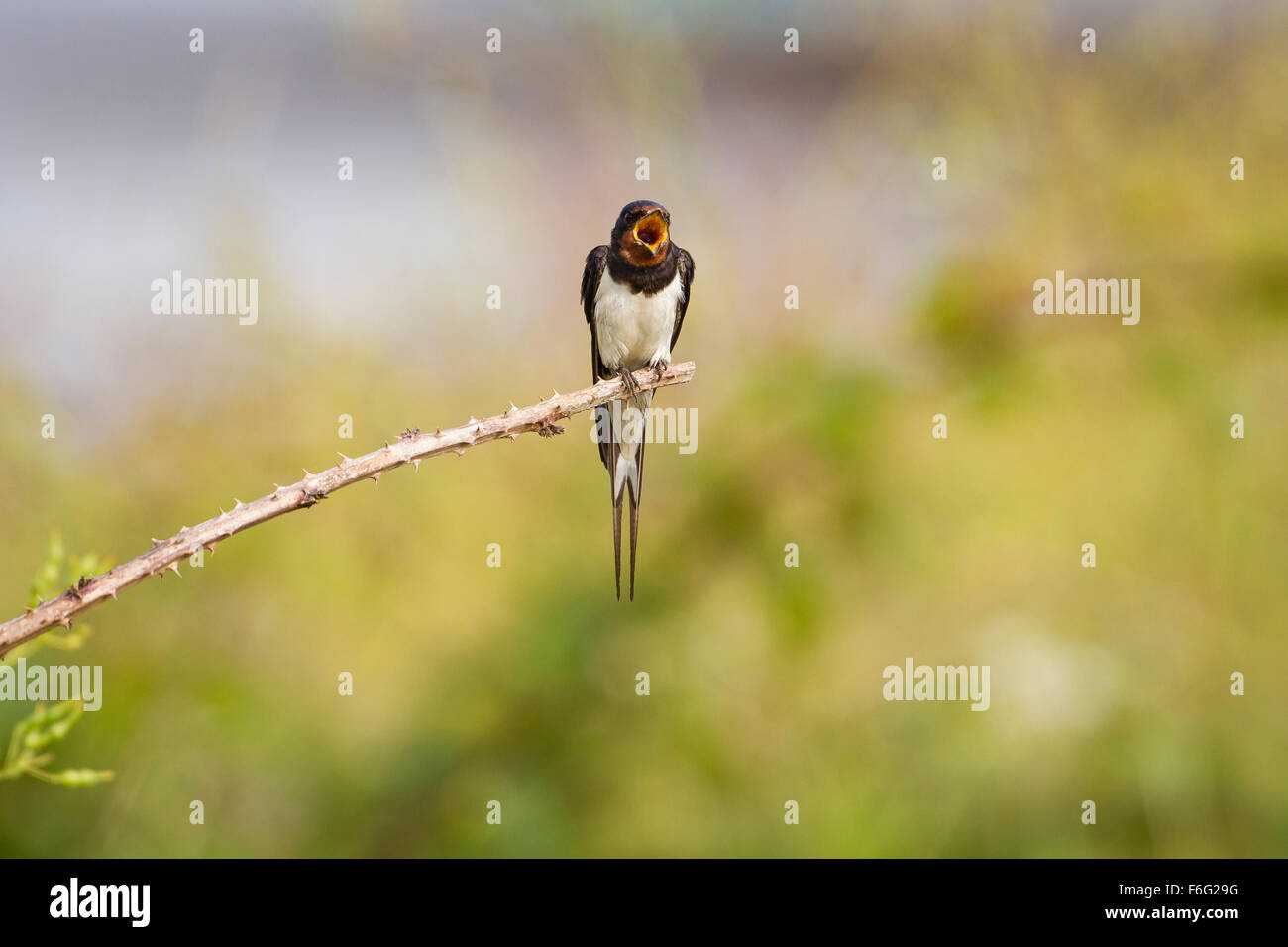 Swallow bird Banque de photographies et d’images à haute résolution - Alamy