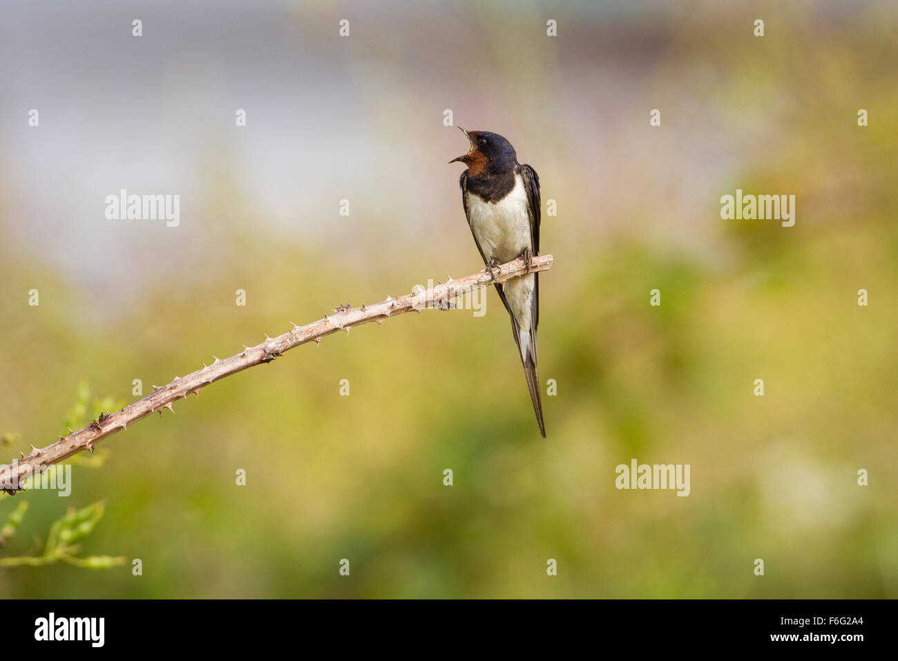 Hirundo rustica Banque de photographies et d’images à haute résolution ...