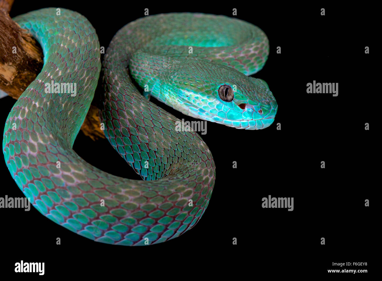 White-lipped island (Trimeresurus albolabris pitviper insularis Photo ...