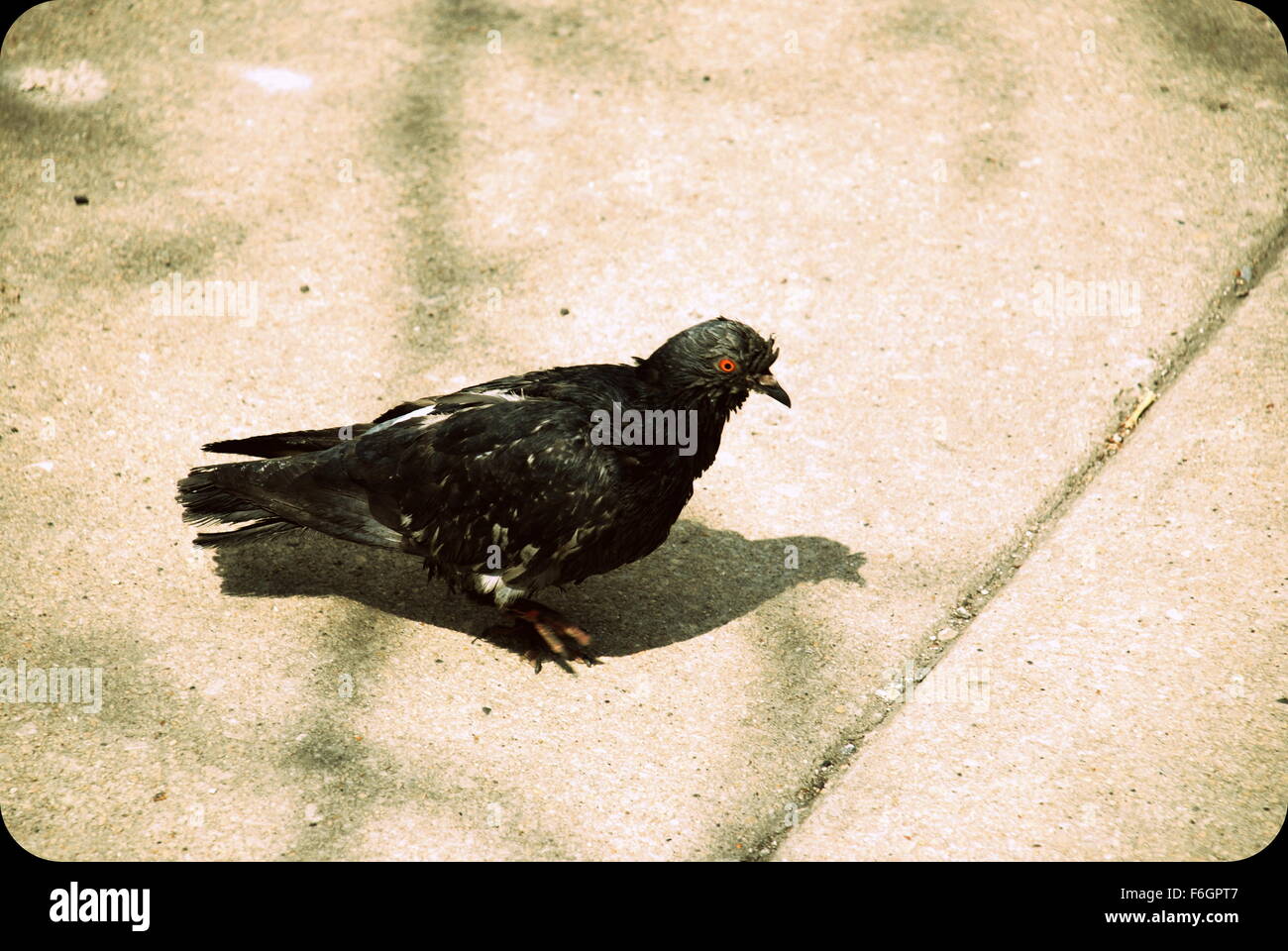 Pigeon kill Banque de photographies et d’images à haute résolution - Alamy