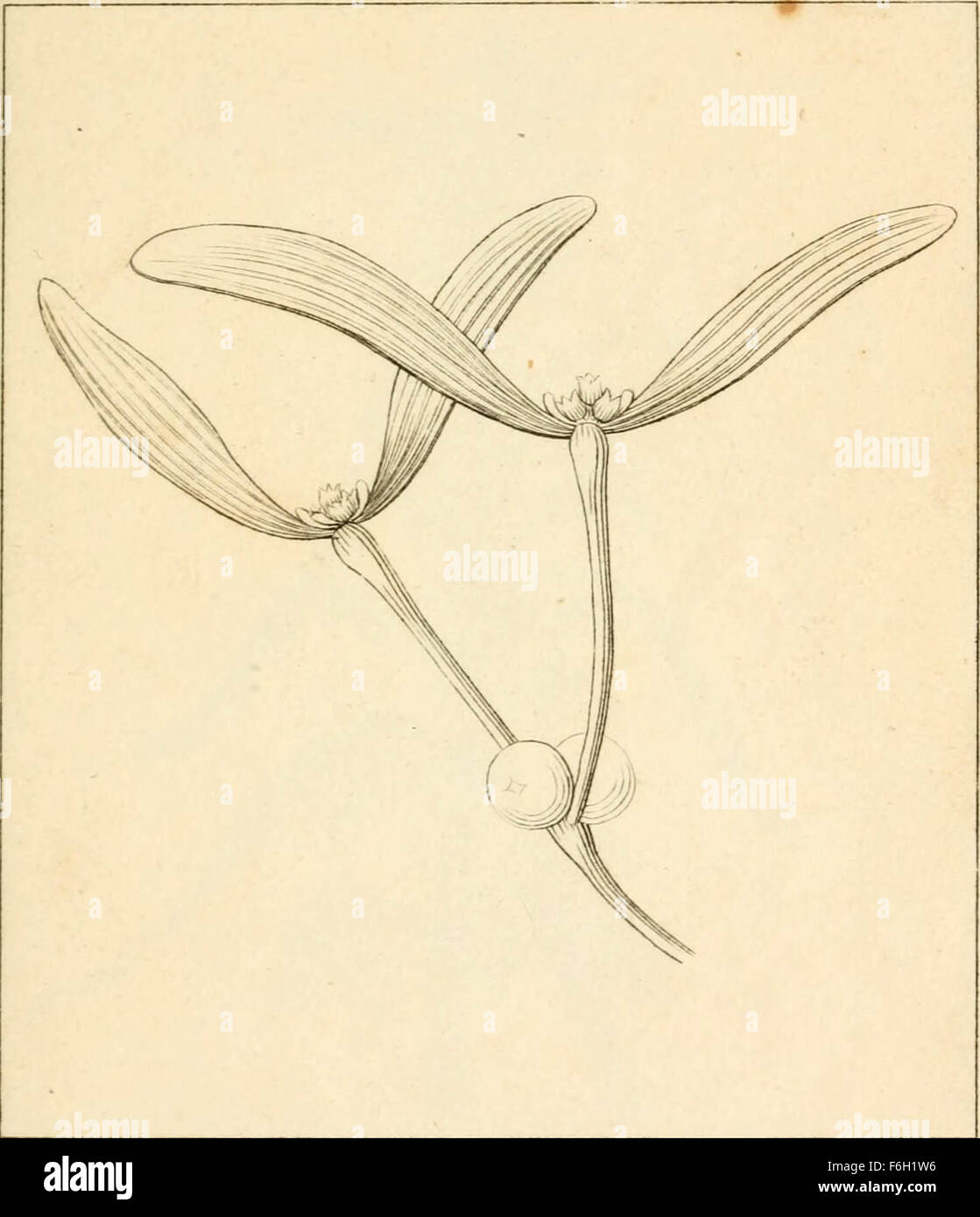 Éléments de la science de la botanique, comme établi par Linné ; avec ...