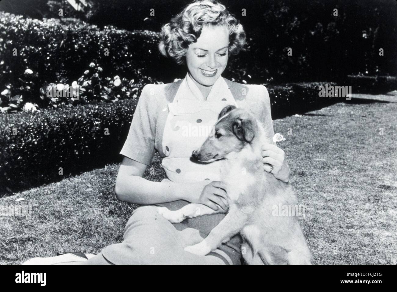 1945, le titre du film : FILS DE LASSIE, Directeur : SYLVAN SIMON, Studio : MGM, Photo : LES ...