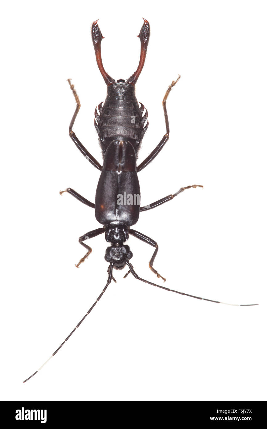 Insecte auriculaire Banque de photographies et d’images à haute ...