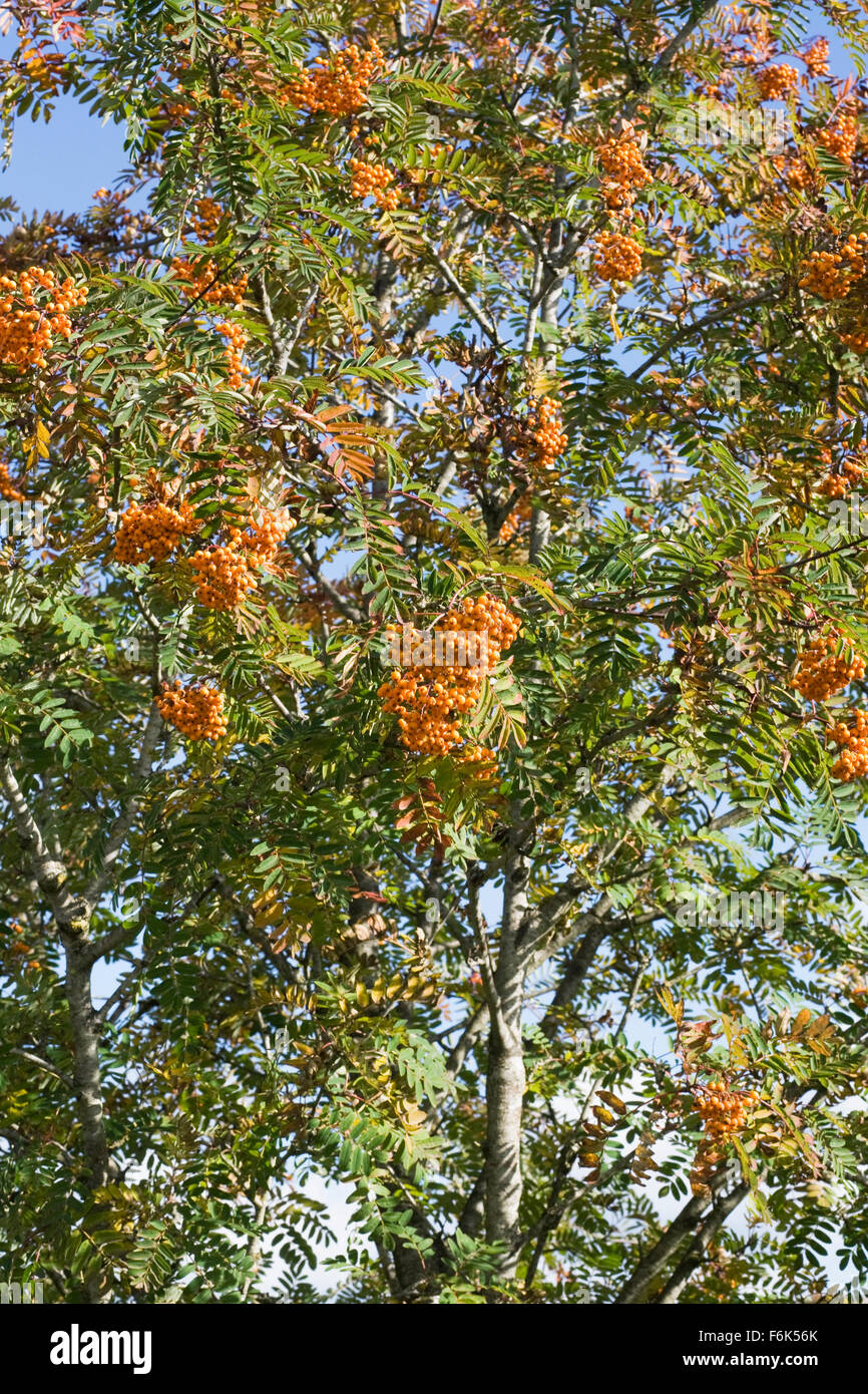 Sorbus aucuparia Banque de photographies et d’images à haute résolution ...