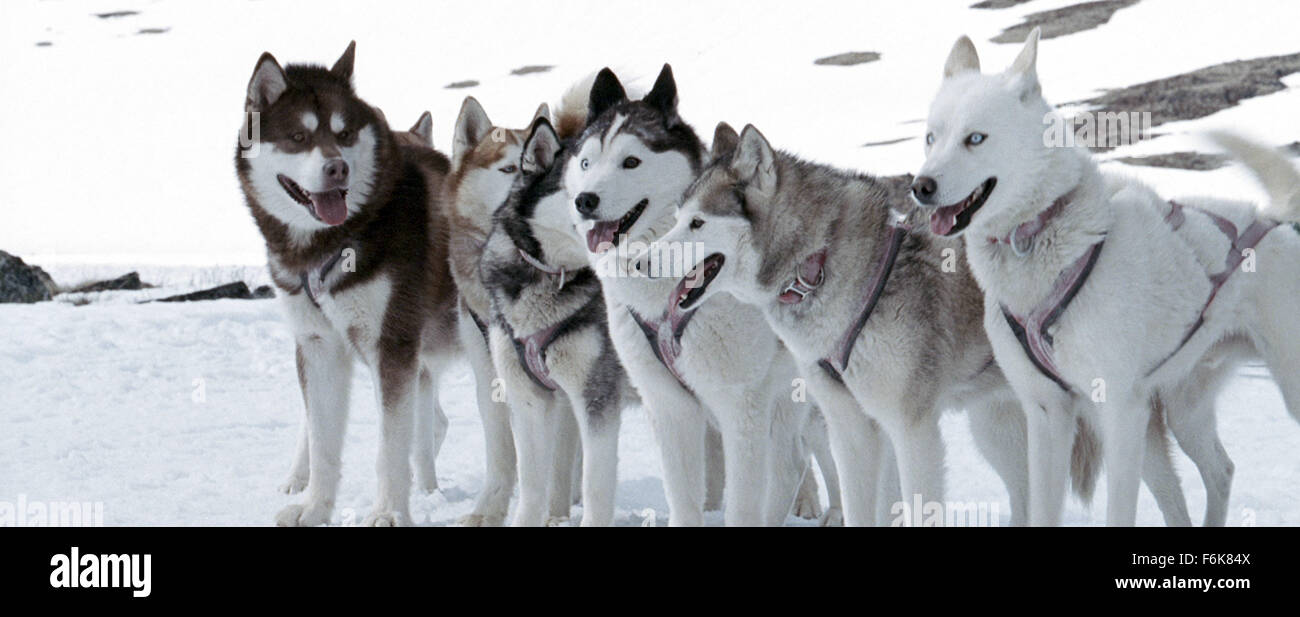 Sled dogs film title snow dogs Banque de photographies et d’images à ...