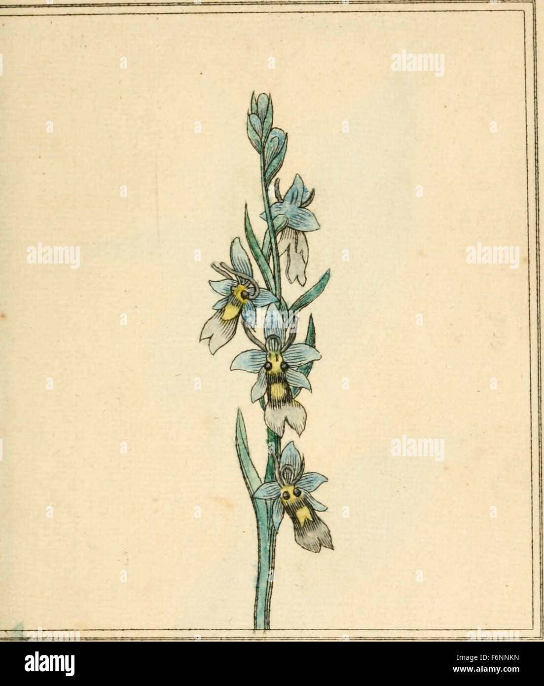 Éléments de la science de la botanique, comme établi par Linné ; avec ...