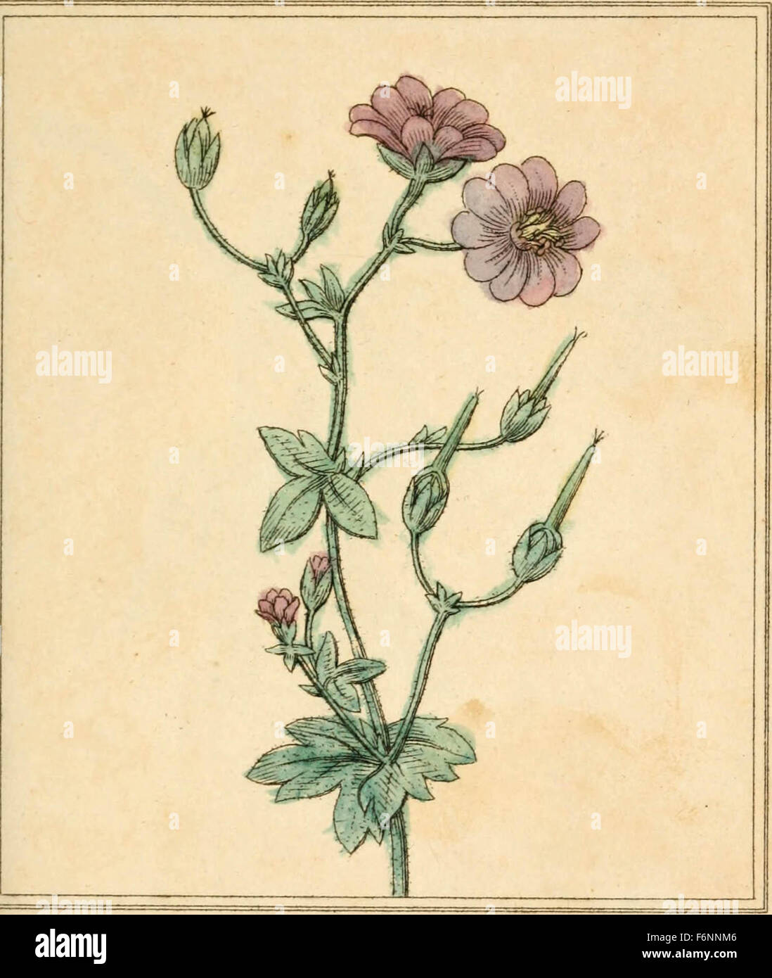 Éléments de la science de la botanique, comme établi par Linné ; avec ...