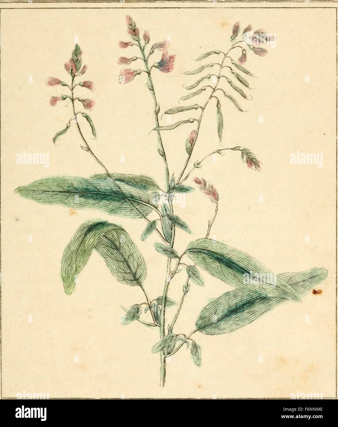 Éléments de la science de la botanique, comme établi par Linné ; avec ...