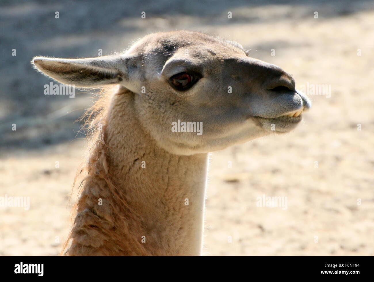 Lama teeth Banque de photographies et d’images à haute résolution - Alamy