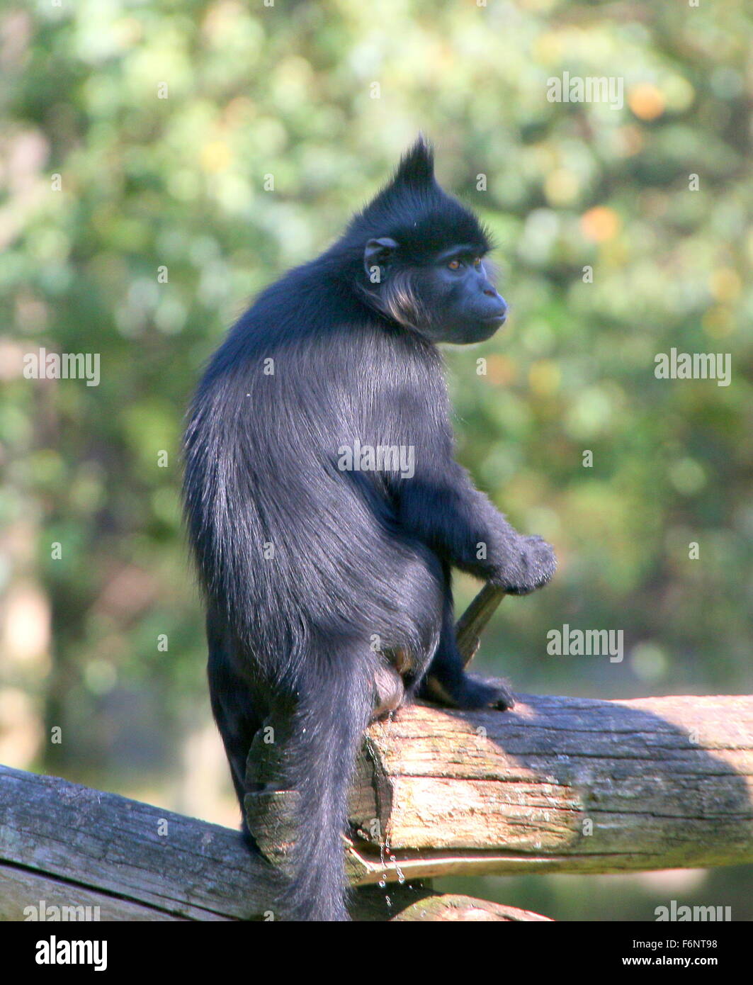 Mangabey noir Banque de photographies et d’images à haute résolution ...