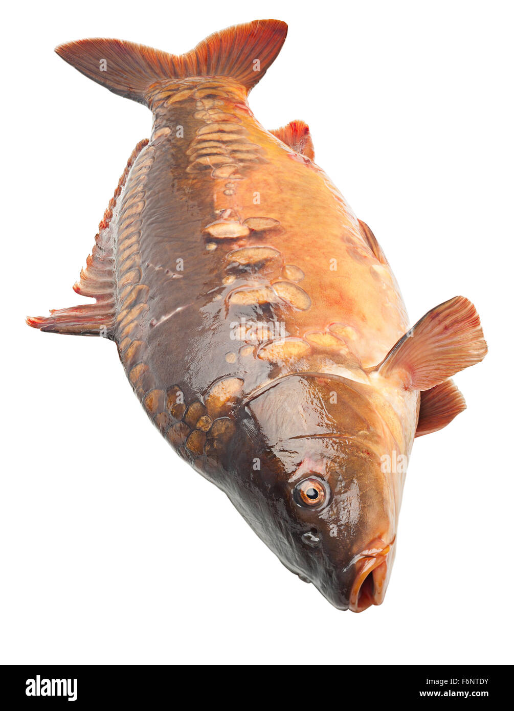 Carpe miroir poissons de rivière isolated on white Photo Stock - Alamy