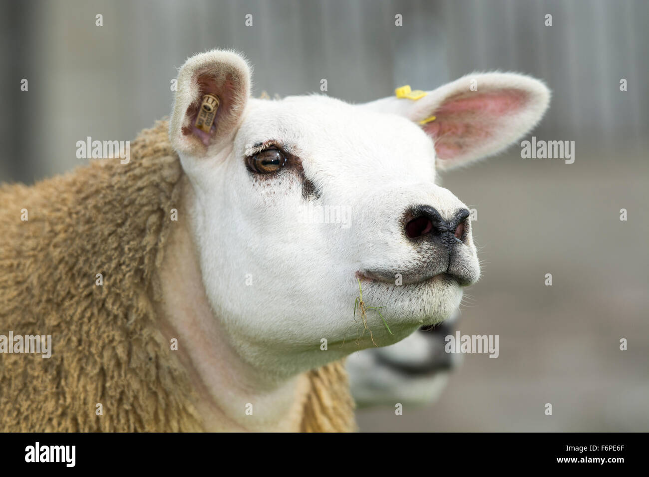 Close up de face d'un arbre les brebis Texel, Lancashire, Royaume-Uni ...