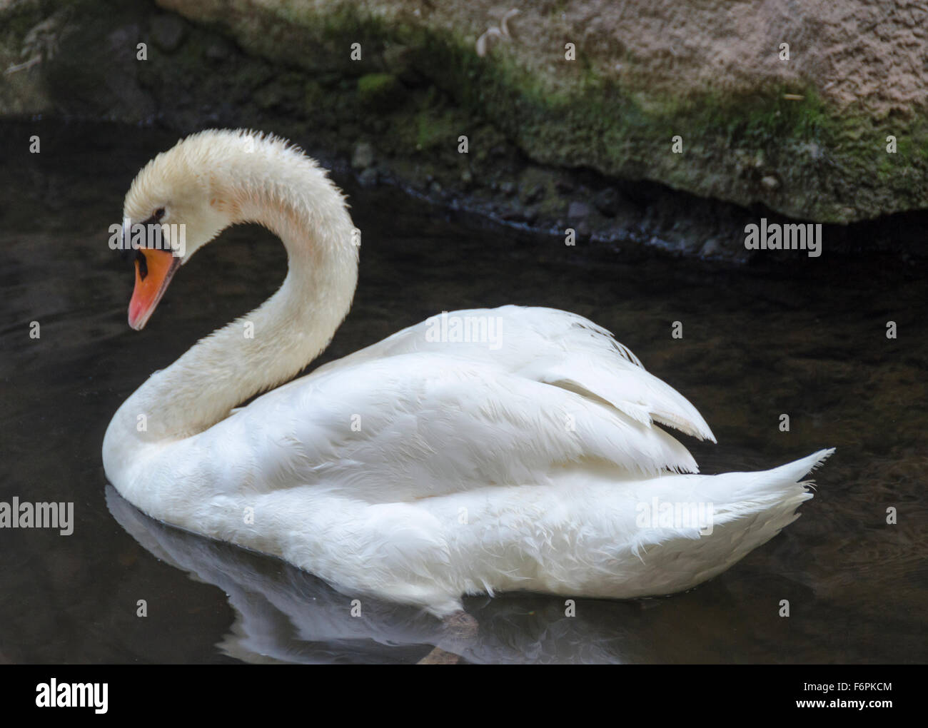Cygne en pose classique Banque de photographies et d’images à haute résolution - Alamy