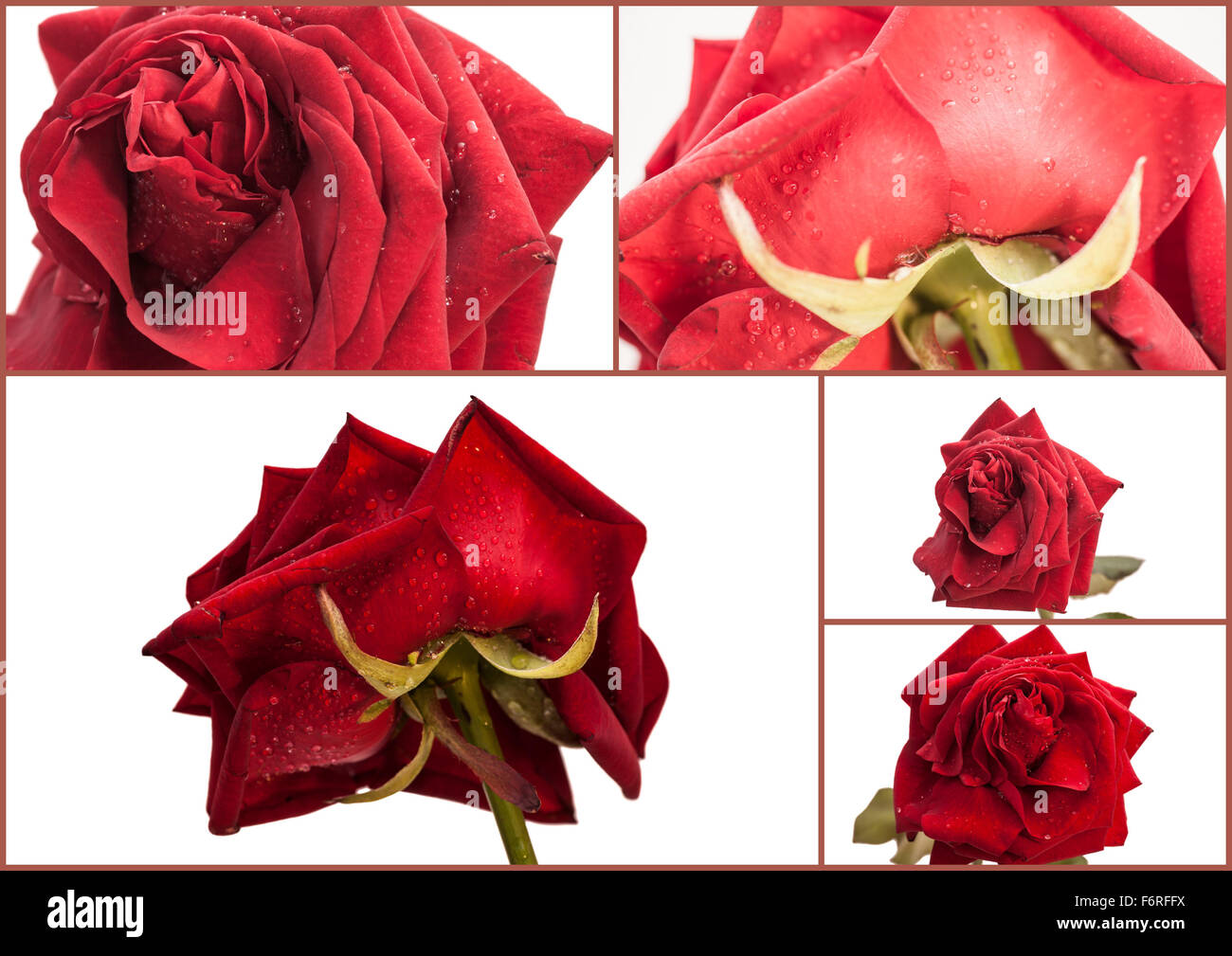 Collage de roses Banque de photographies et d’images à haute résolution ...