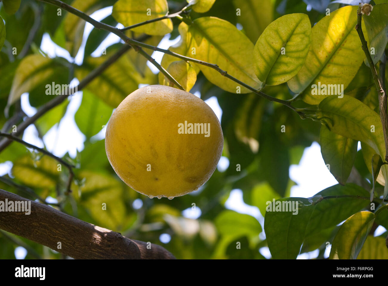 Pomelo tree Banque de photographies et d’images à haute résolution - Alamy