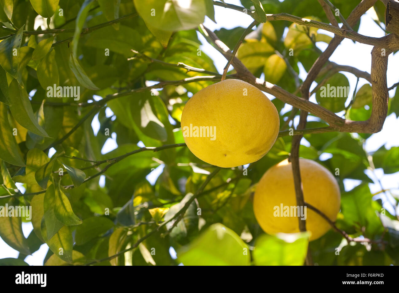 Pomelo tree Banque de photographies et d’images à haute résolution - Alamy