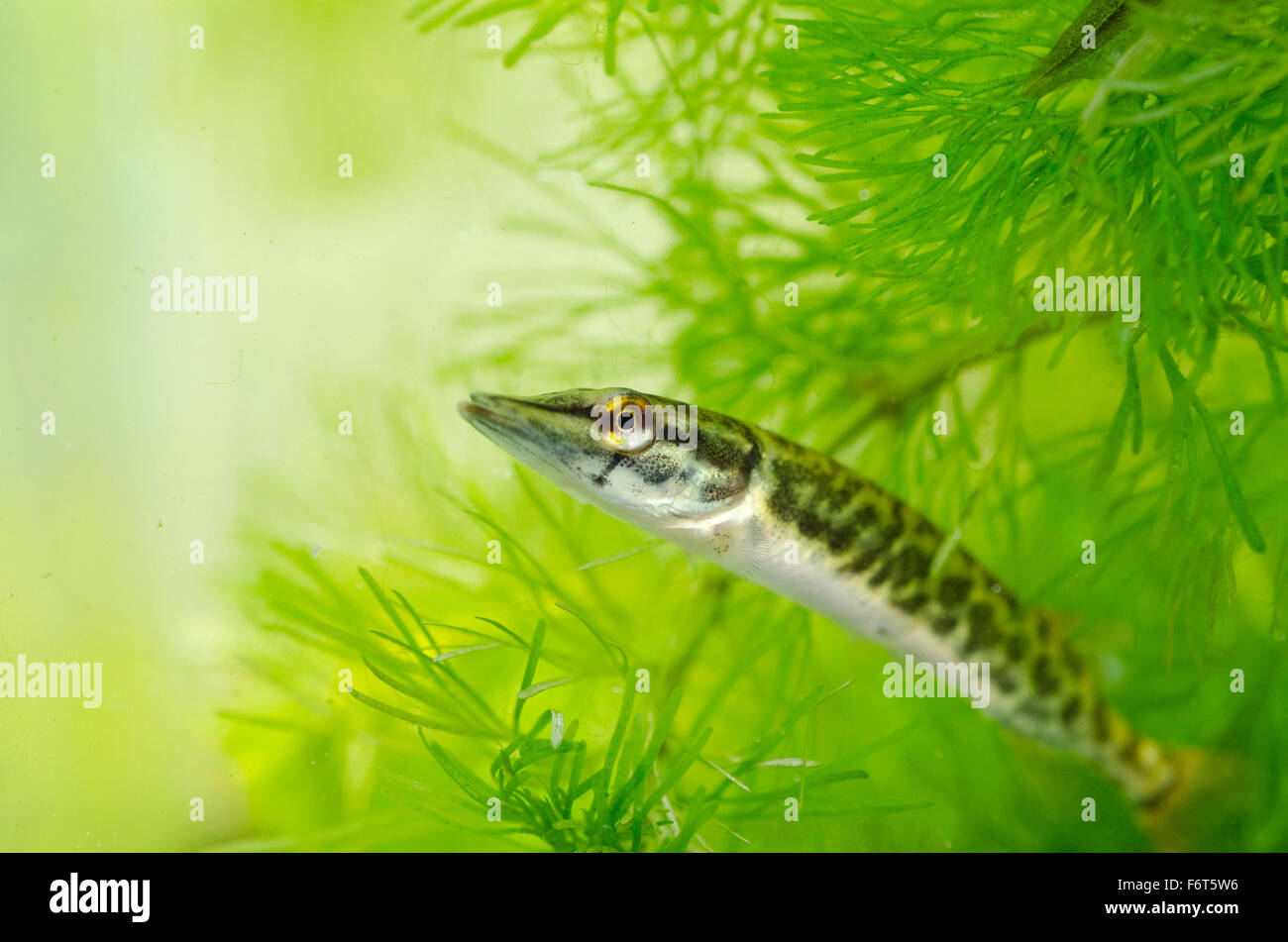 Grand brochet esox lucius Banque de photographies et d’images à haute ...