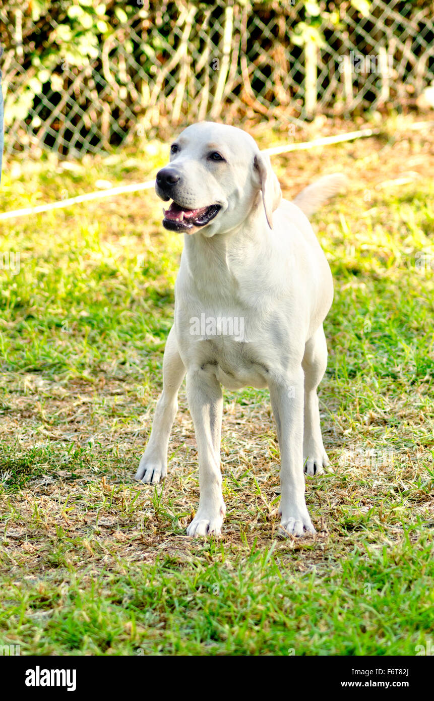 Labrador blanc Banque de photographies et d’images à haute résolution ...