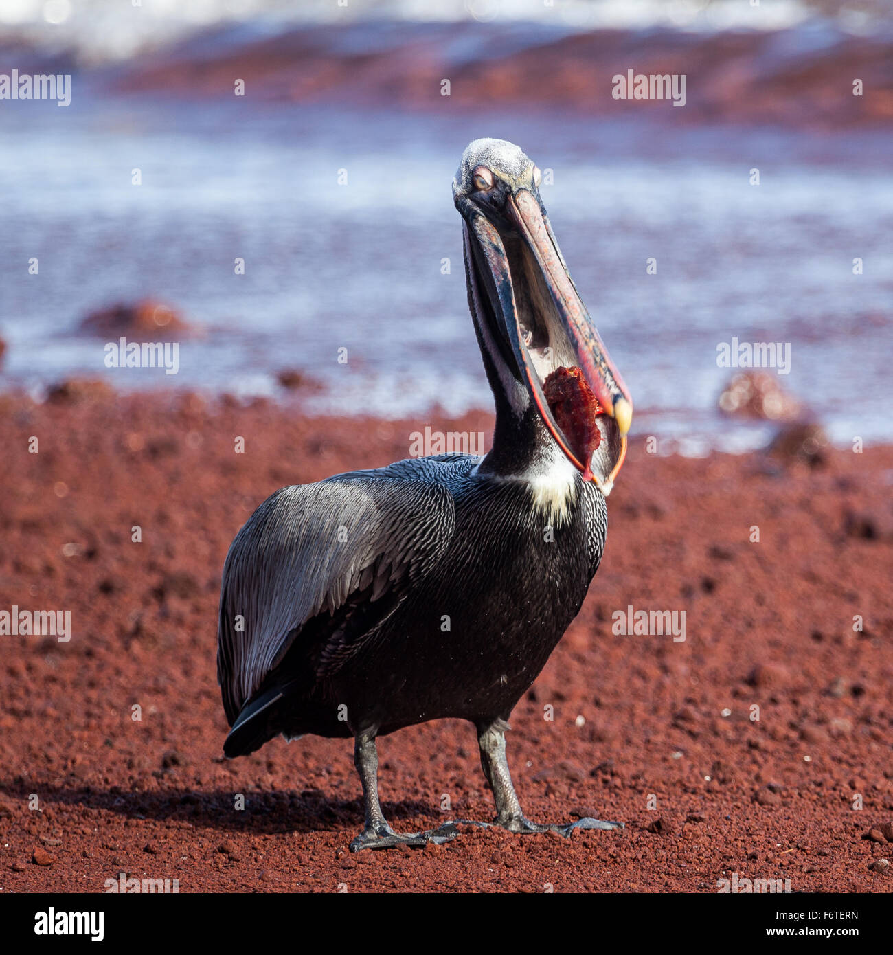 Oiseau mangeant un poisson Banque de photographies et d’images à haute ...
