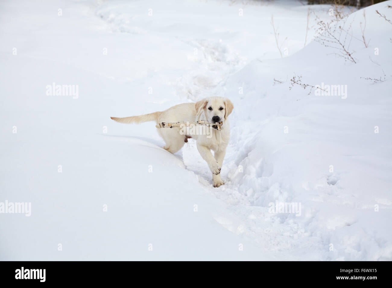 Retriever hiver Banque de photographies et d’images à haute résolution ...