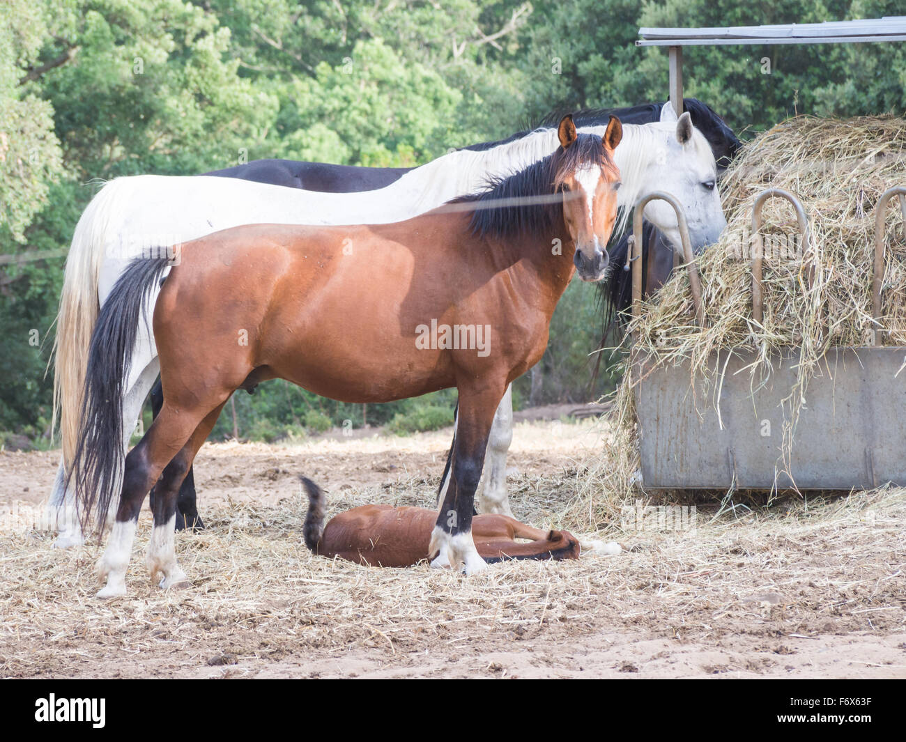 Fils de parents des chevaux. Image de chevaux avec 'horse' maman et ...