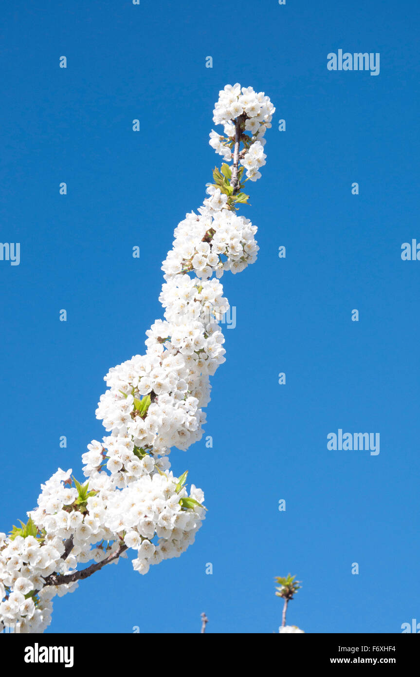 Pousse pousse de fleurs Banque de photographies et d’images à haute ...