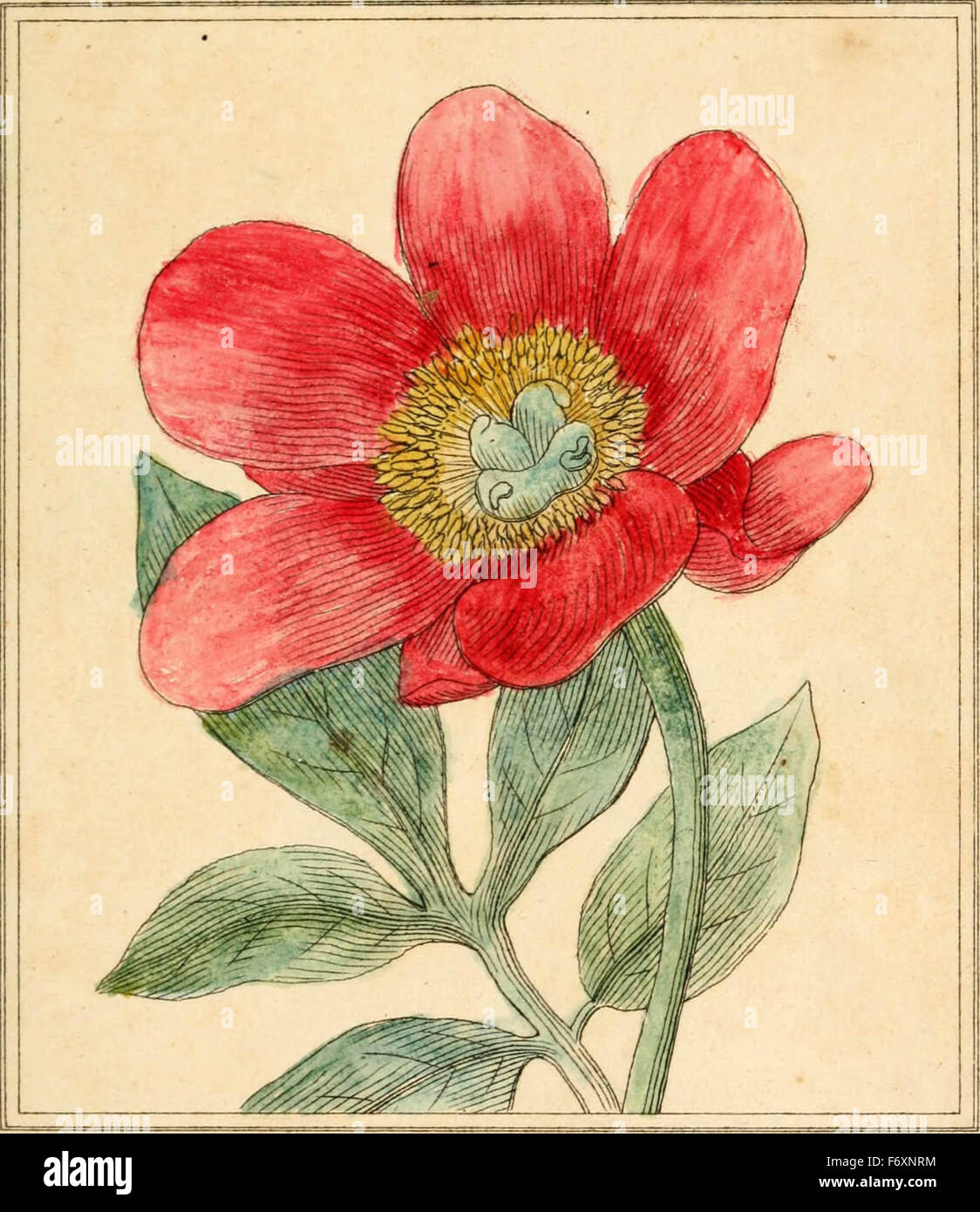 Éléments de la science de la botanique, comme établi par Linné ; avec ...