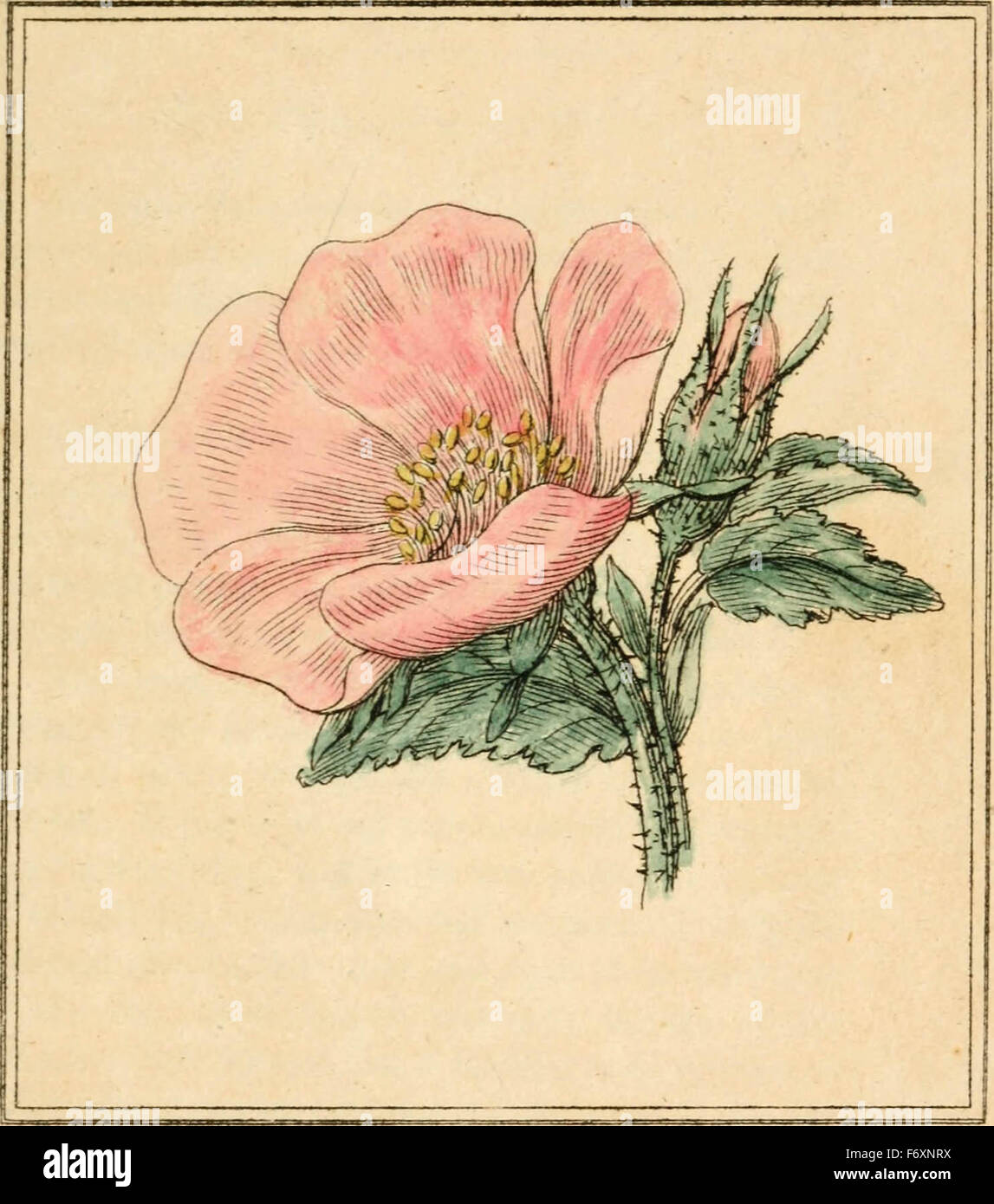 Éléments de la science de la botanique, comme établi par Linné ; avec ...